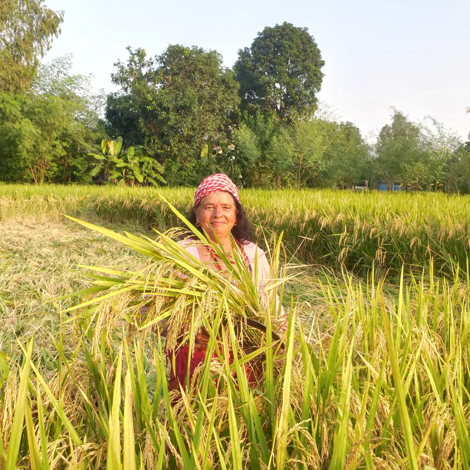 In Nepal, DSR Brings Inclusive Gains for Profitable and Sustainable ...